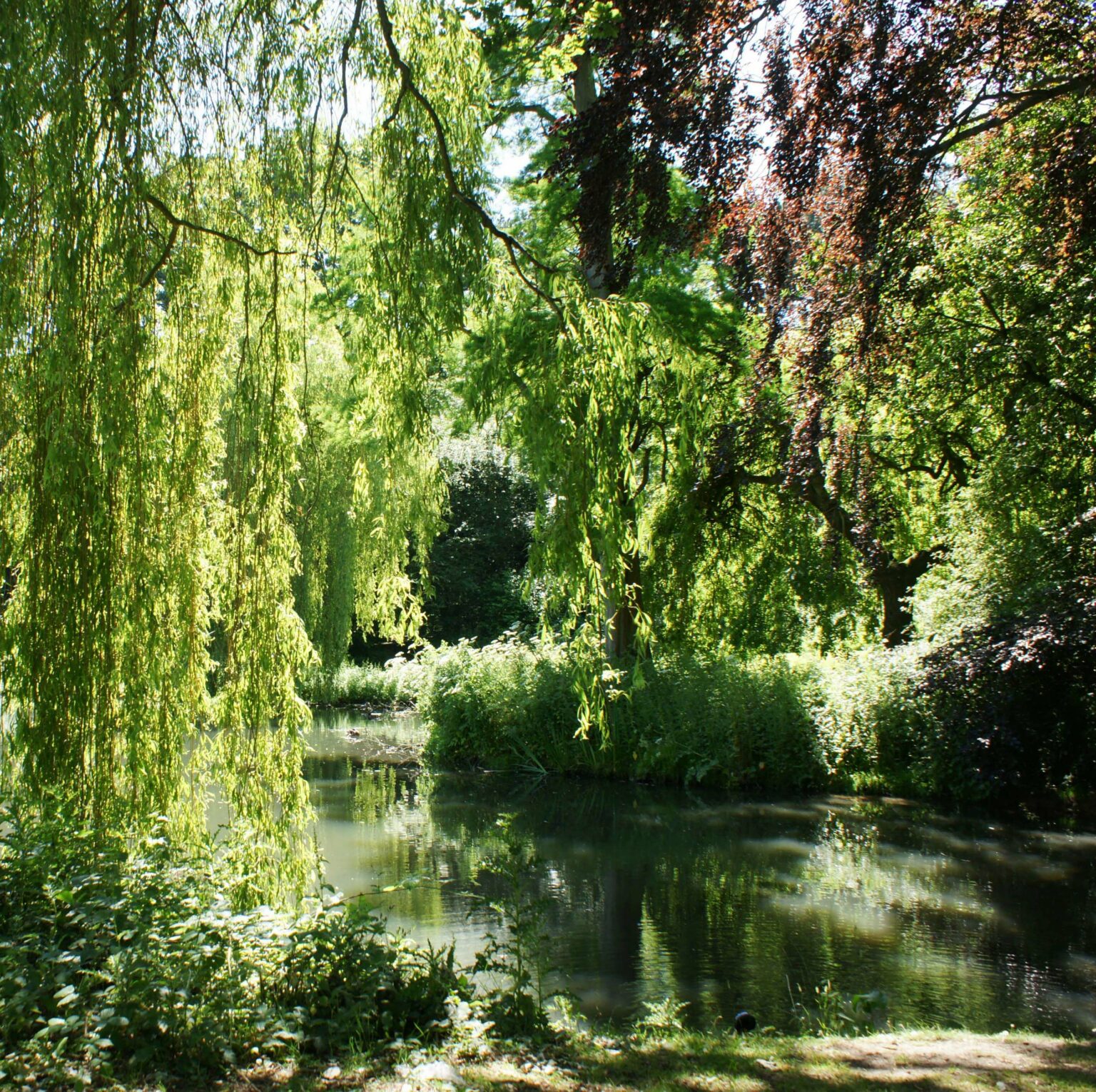 Release Potential – Release Potential